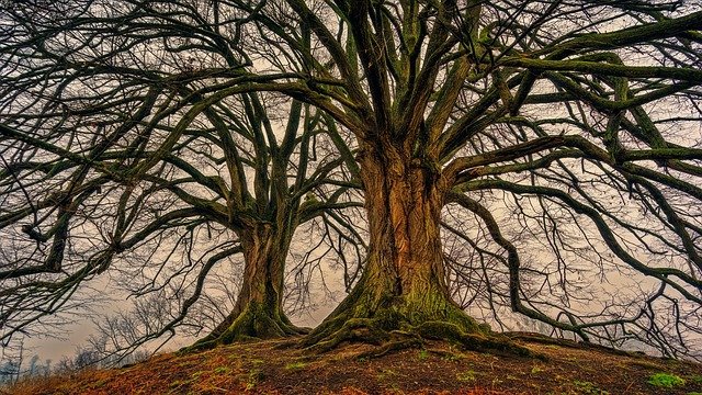 Nejstarší stromy světa a u nás v Česku - EarthKarma